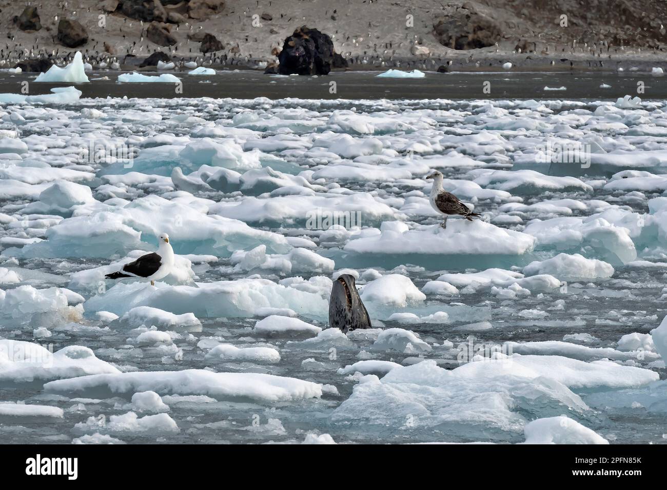 Antarctic Peninsula, Leopard Seal (Hydrurga leptonyx Stock Photo - Alamy
