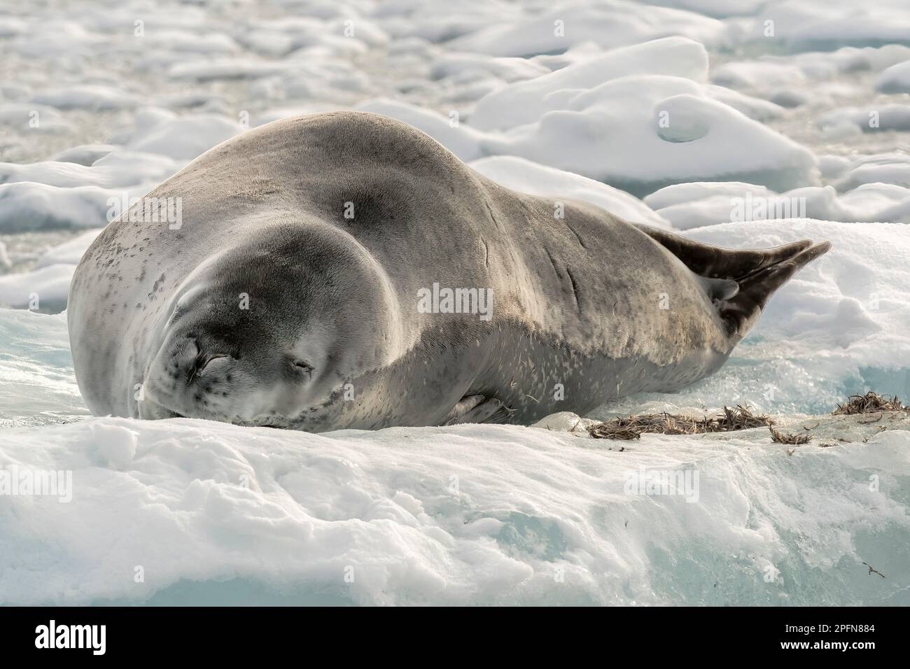 Leopard seal in its environment hi-res stock photography and images - Alamy