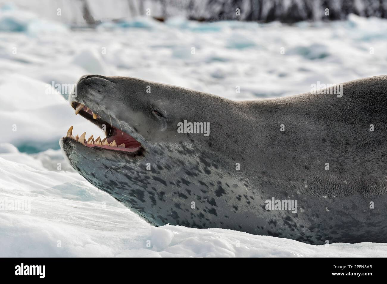 Leopard seal in its environment hi-res stock photography and images - Alamy