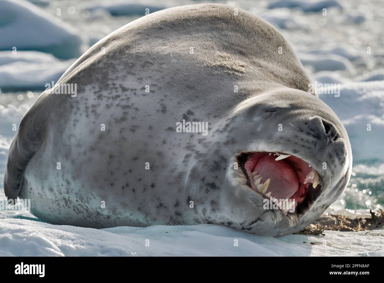Leopard seal in its environment hi-res stock photography and images - Alamy