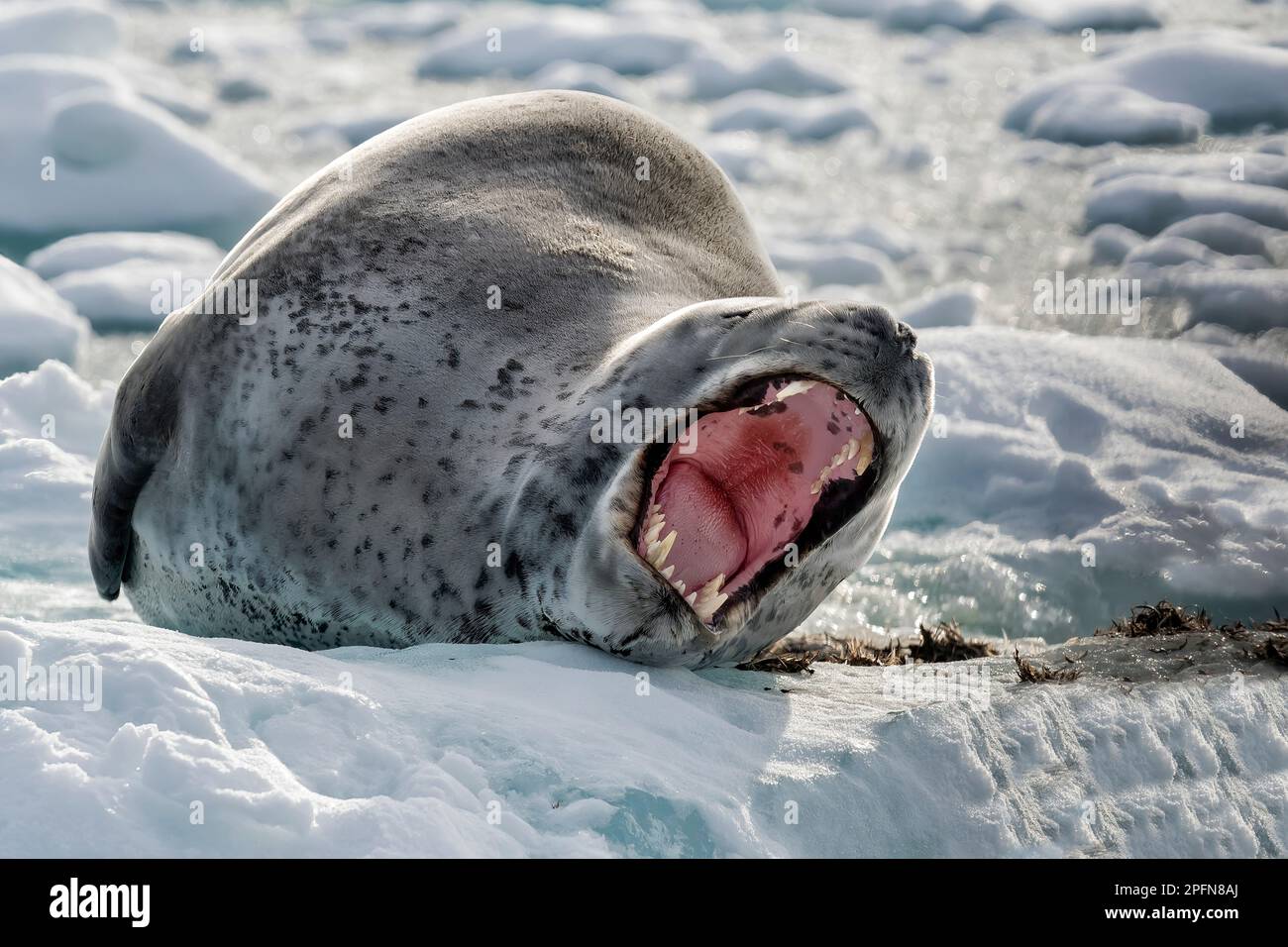 Leopard Seal (Hydrurga leptonyx Stock Photo - Alamy
