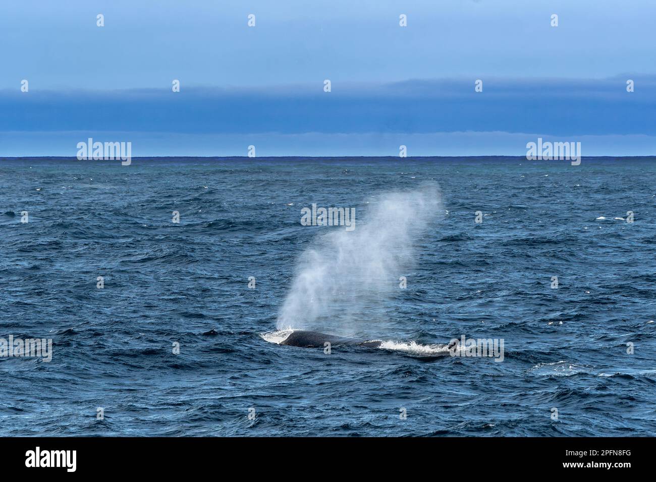 Antarctic Peninsula, Whale Stock Photo - Alamy