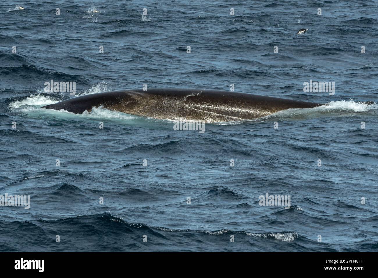 Antarctic Peninsula, Whale Stock Photo - Alamy