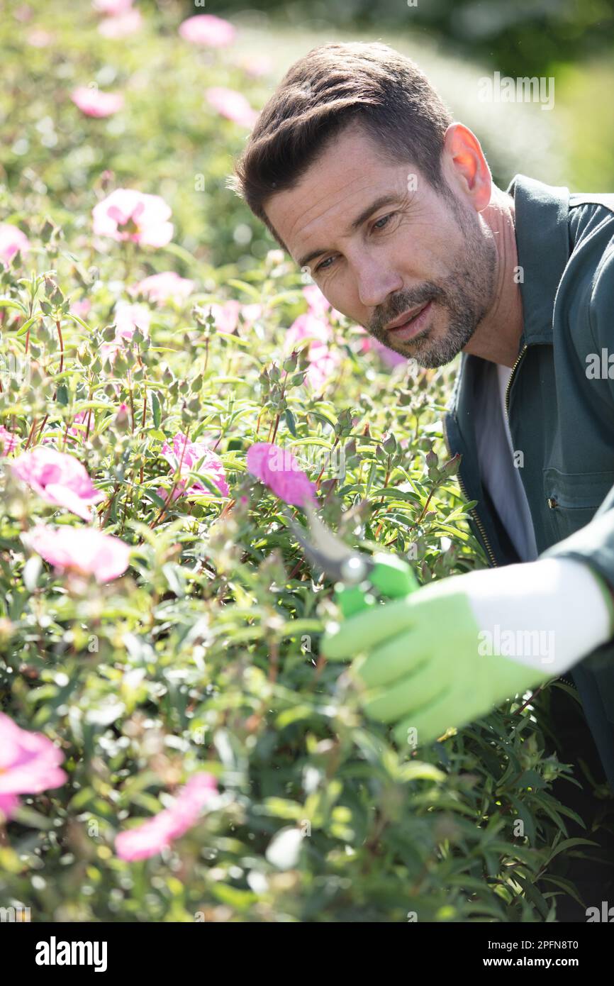 professional male gardener pruning flowers Stock Photo - Alamy