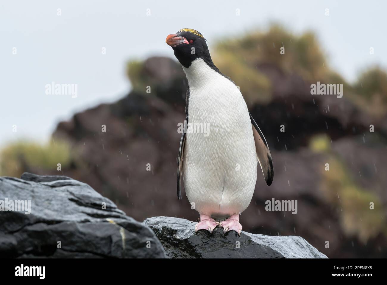 Macaroni penguin in its environment hi-res stock photography and images ...