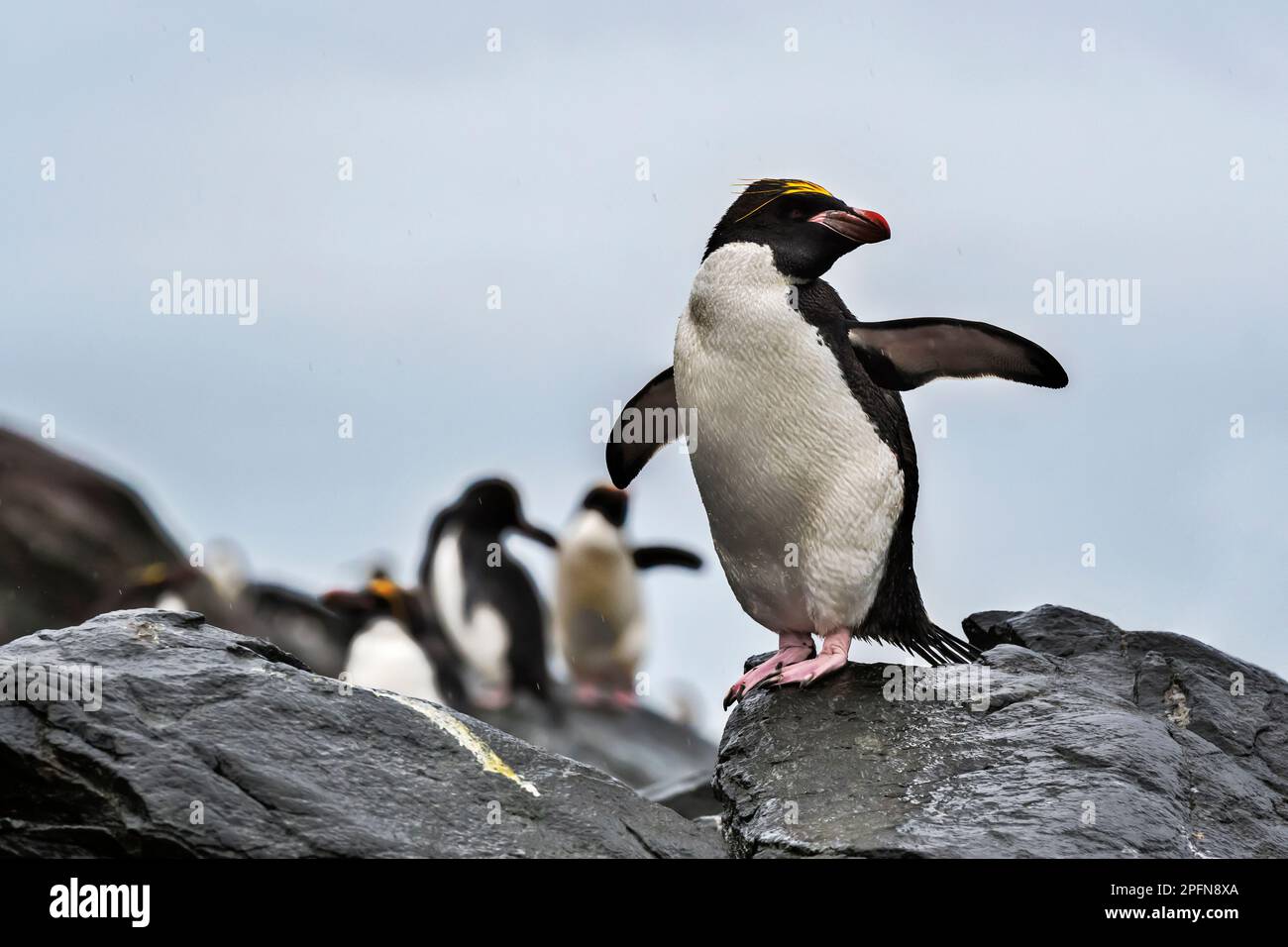 Macaroni penguins in their environment hi-res stock photography and ...