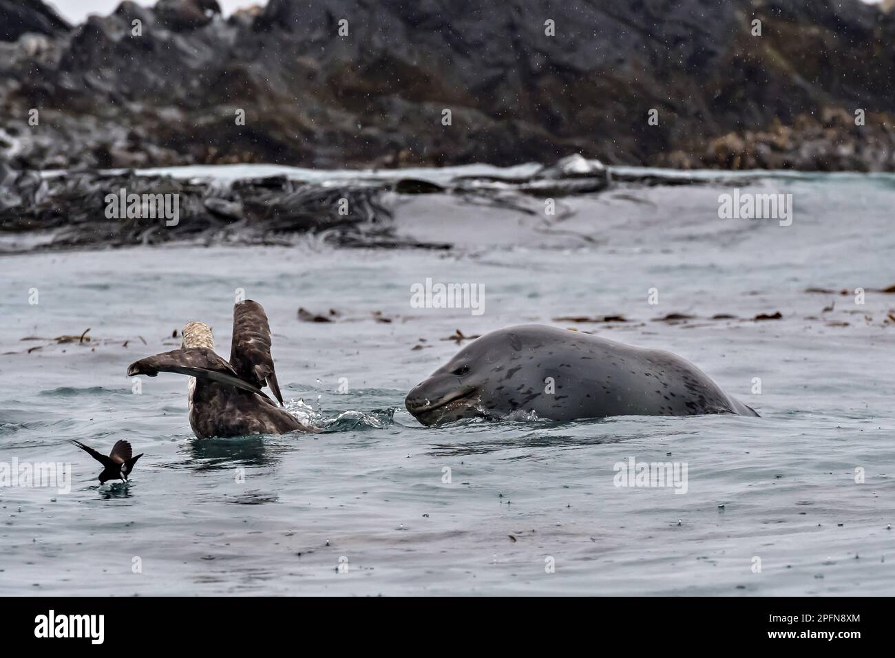 South Georgia, Cooper bay. Leopard Seal (Hydrurga leptonyx); Albatross ...