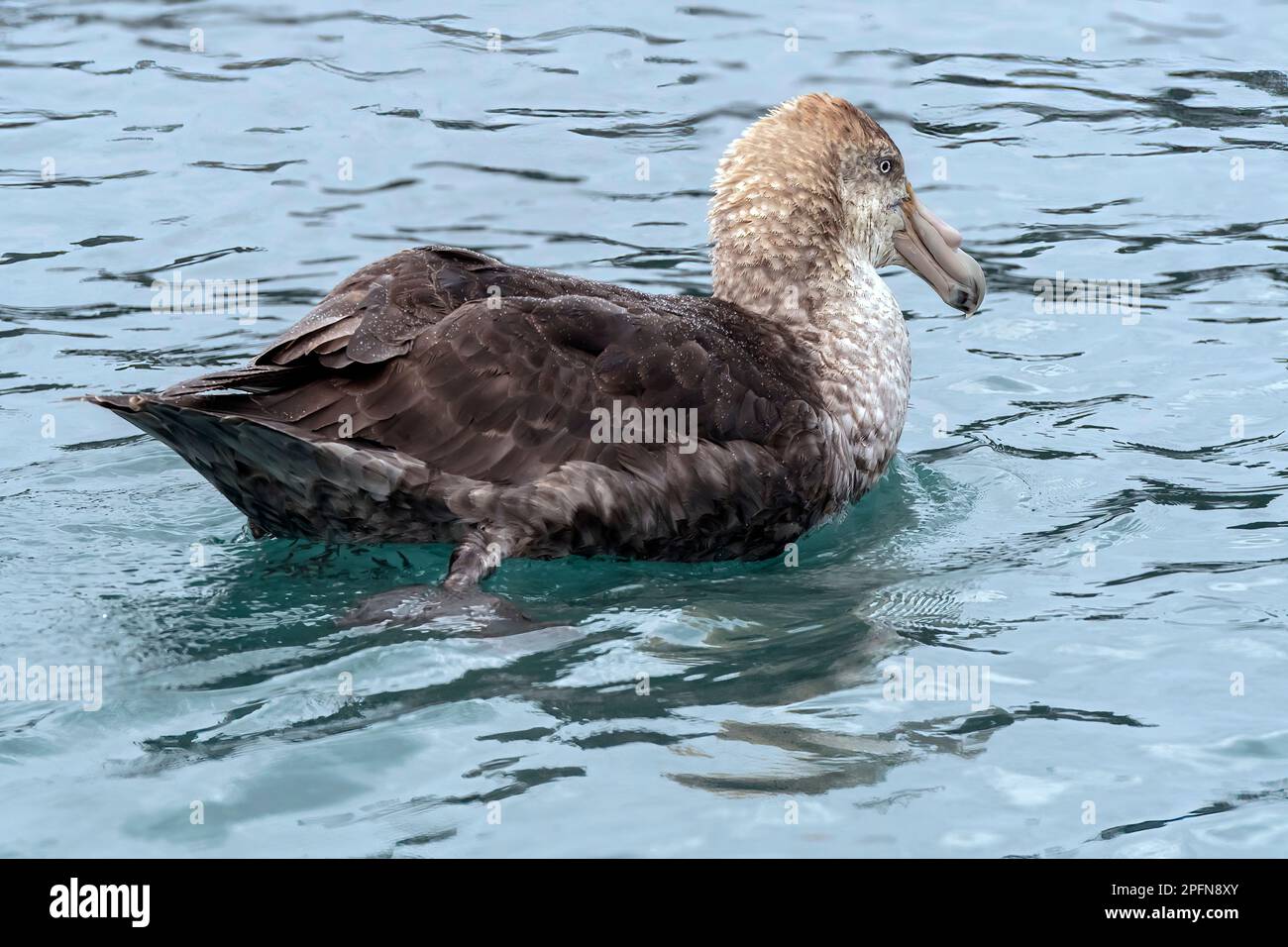 Juvenile southern royal albatross hi-res stock photography and images ...