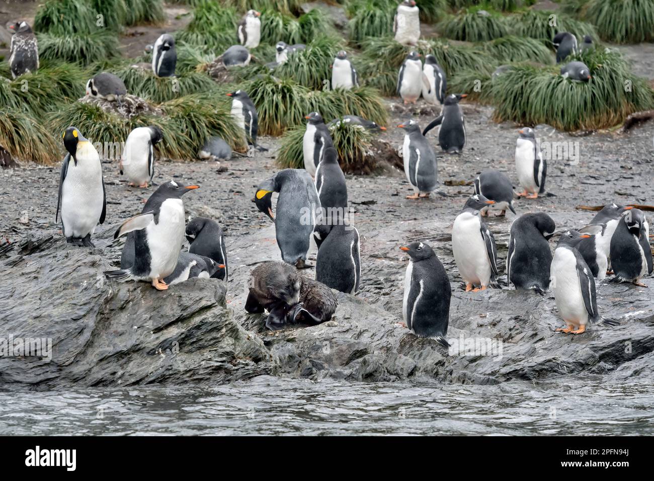 South Georgia, St. Andrews bay. Gentoo Penguins (Pygoscelis papua ...