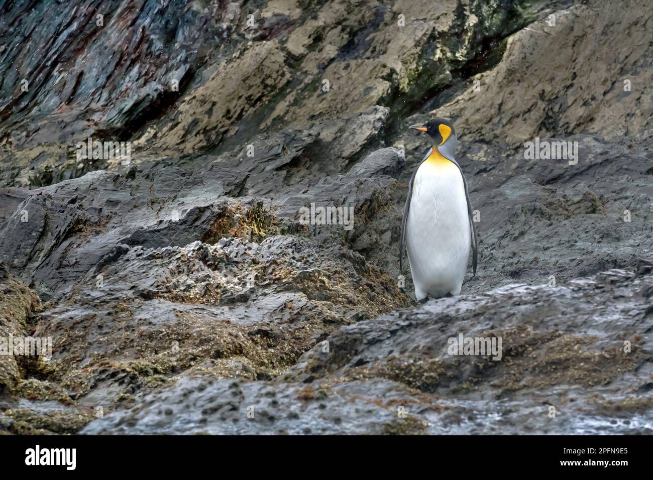Penguin animals hi-res stock photography and images - Alamy