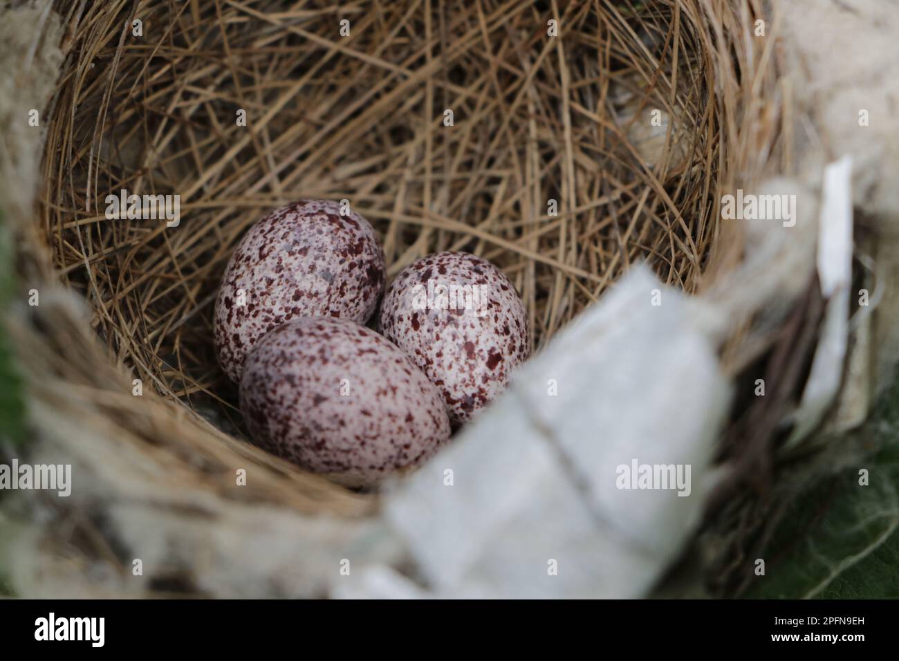 Egg laying birds hi-res stock photography and images - Alamy