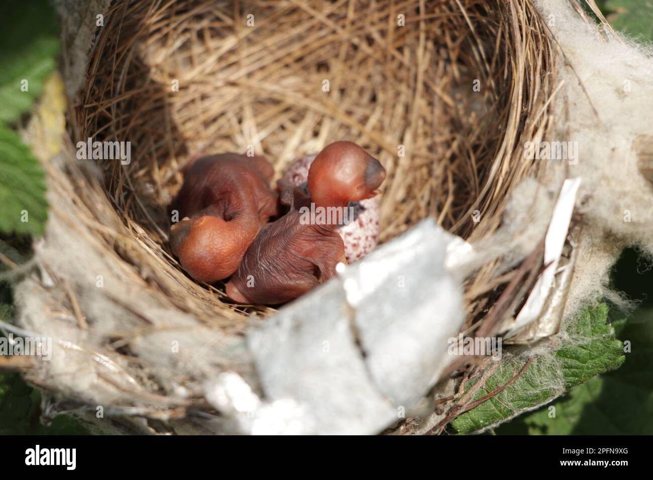 A baby chick of a bird in the nest with egg Stock Photo - Alamy