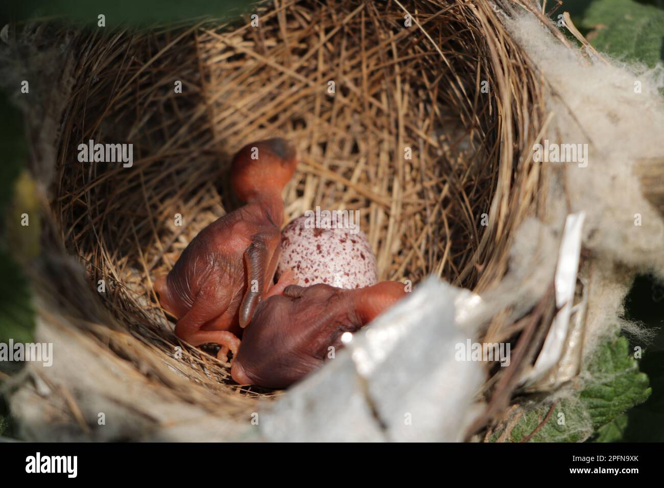 A baby chick of a bird in the nest with egg Stock Photo - Alamy