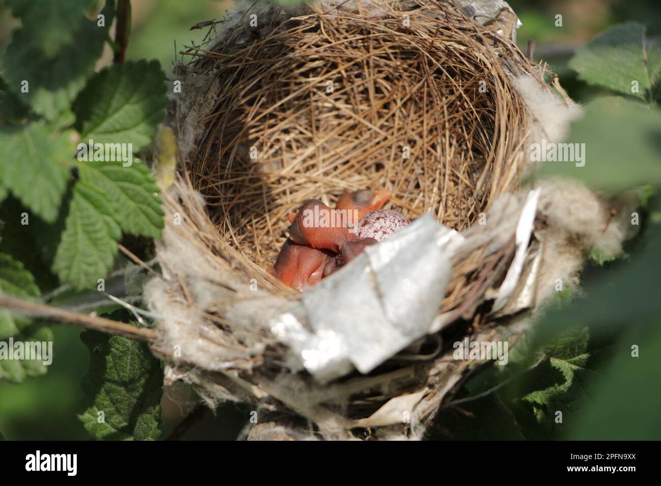 A baby chick of a bird in the nest with egg Stock Photo - Alamy