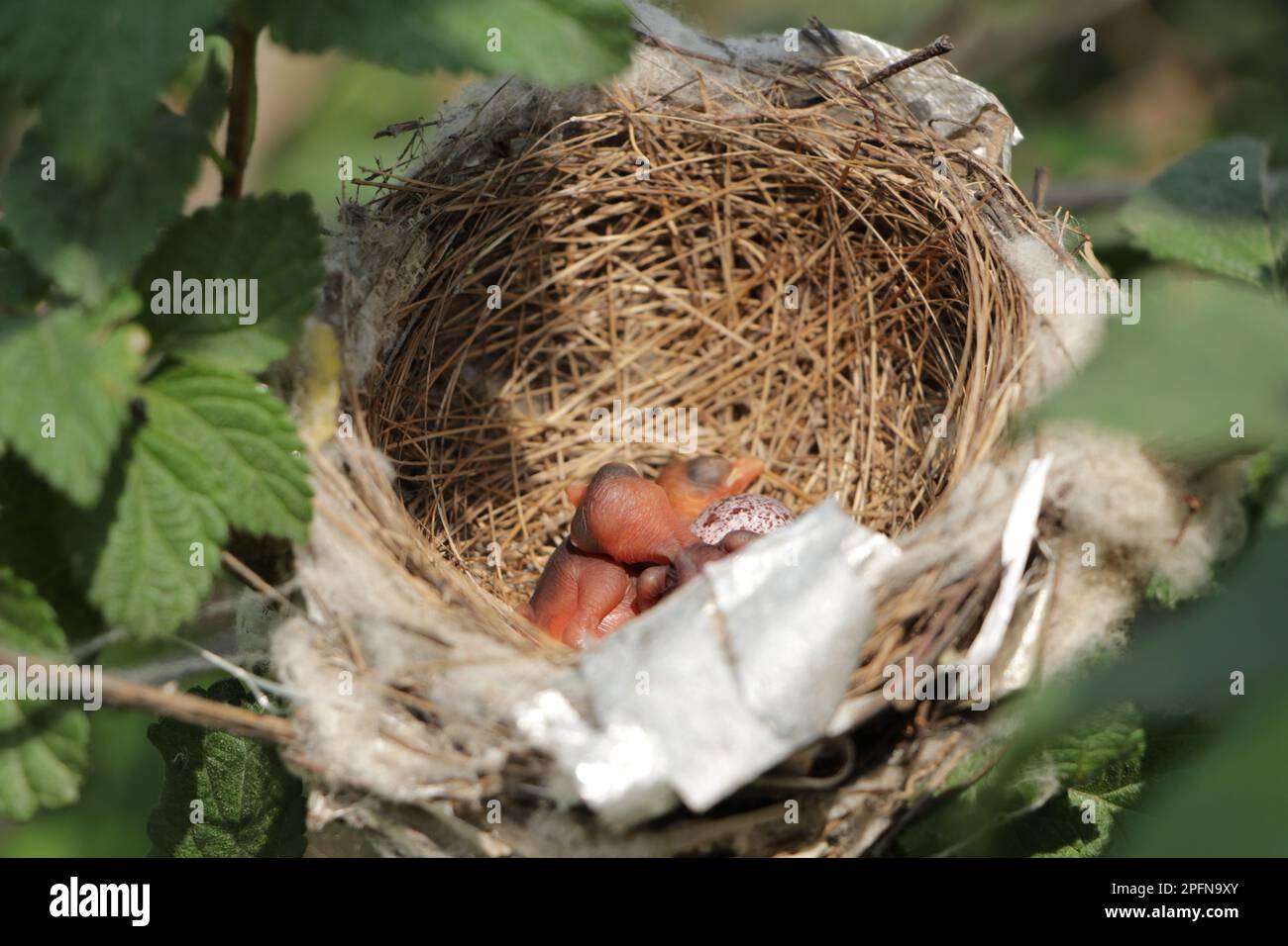 A baby chick of a bird in the nest with egg Stock Photo - Alamy