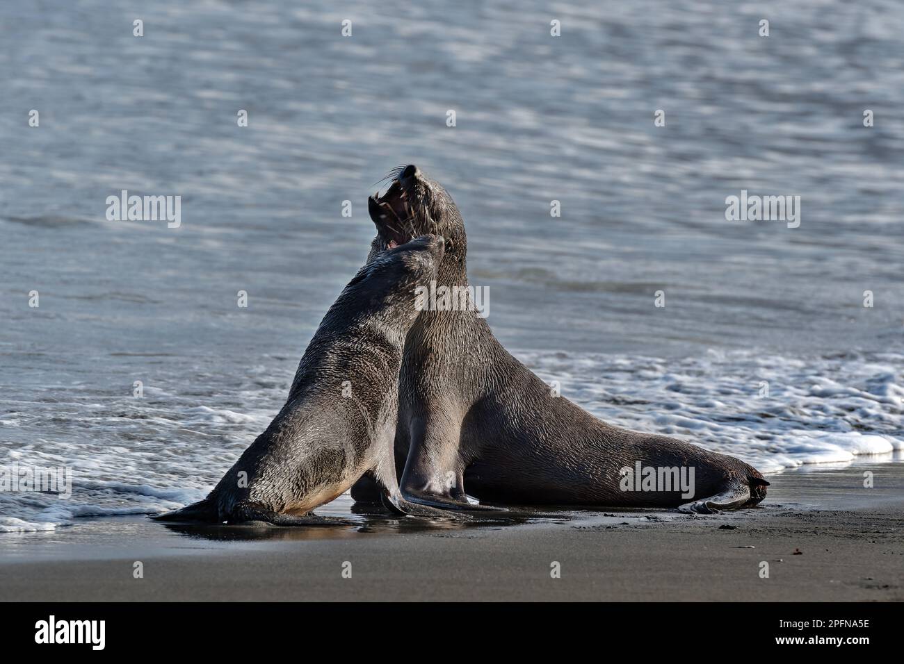 Playing antarctic fur seals hi-res stock photography and images - Alamy Playing antarctic fur seals hi-res stock photography and images - Alamy