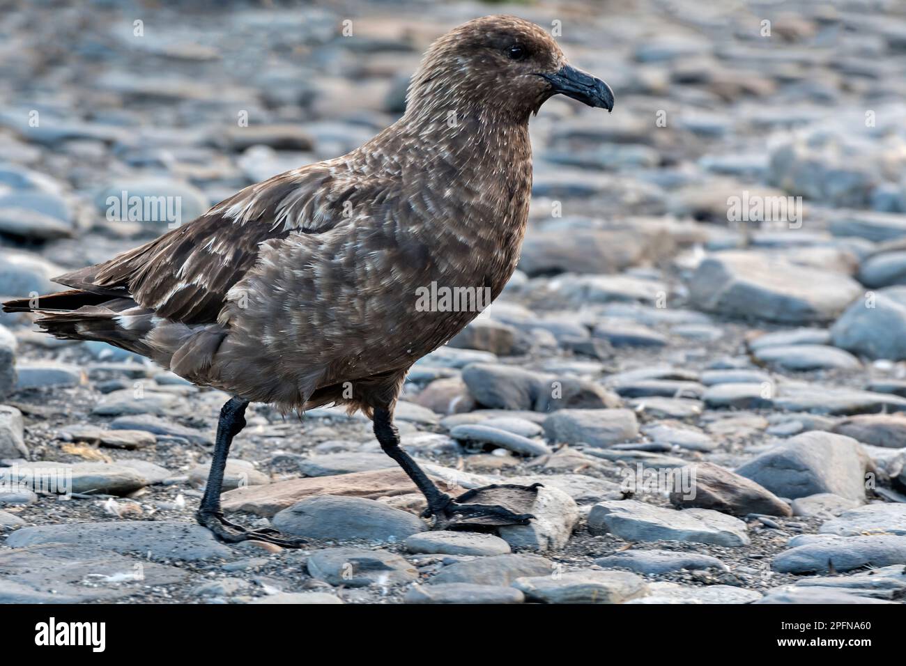 Walking skua hi-res stock photography and images - Alamy