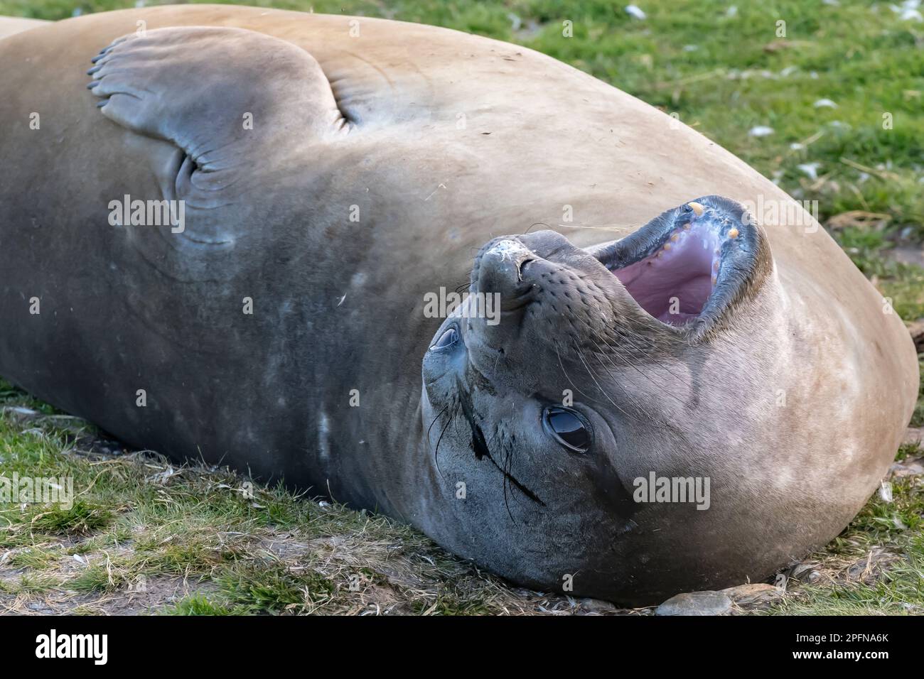 Elephant Seal Happy Feet