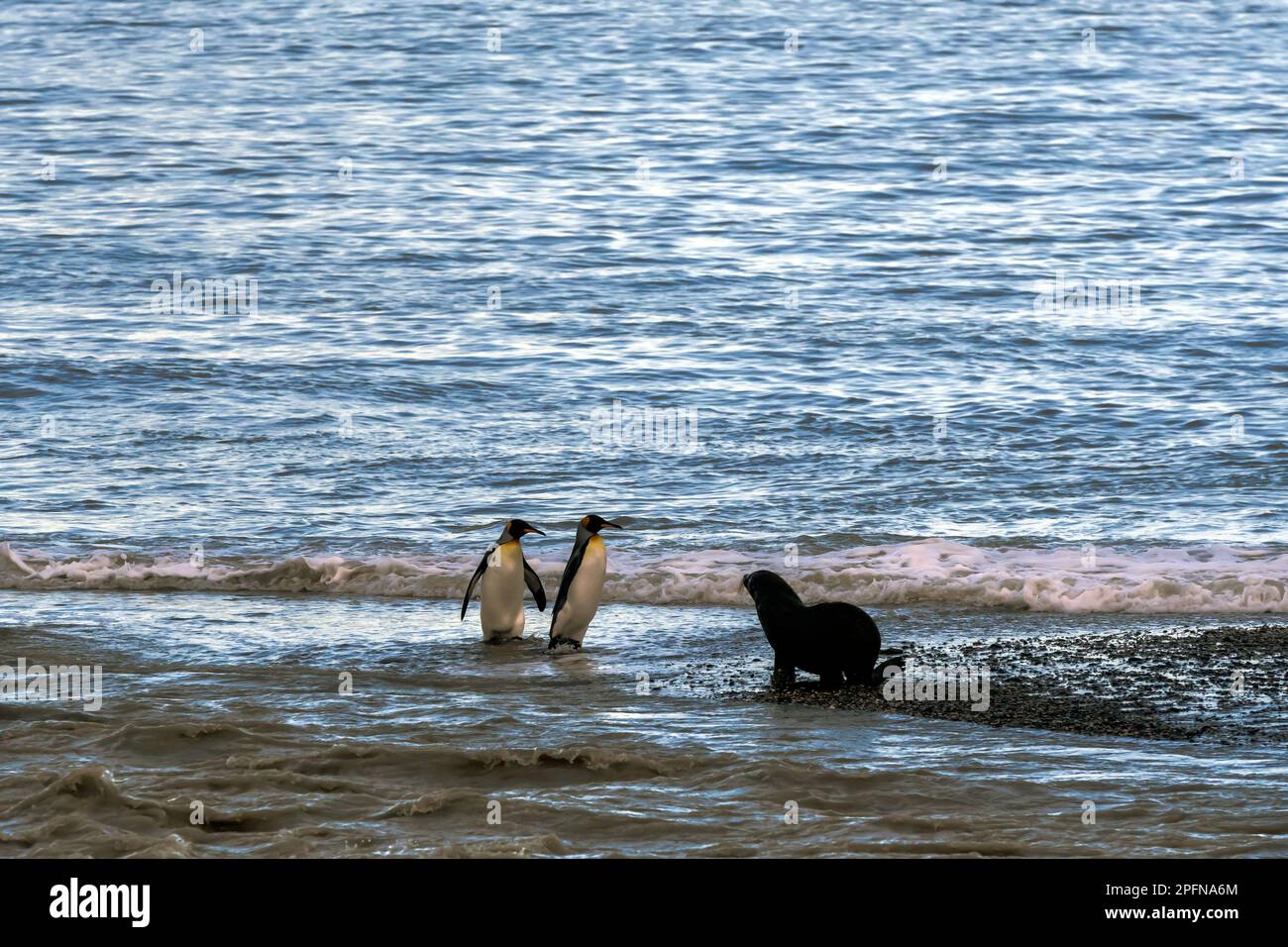 Seal between penguins hi-res stock photography and images - Alamy