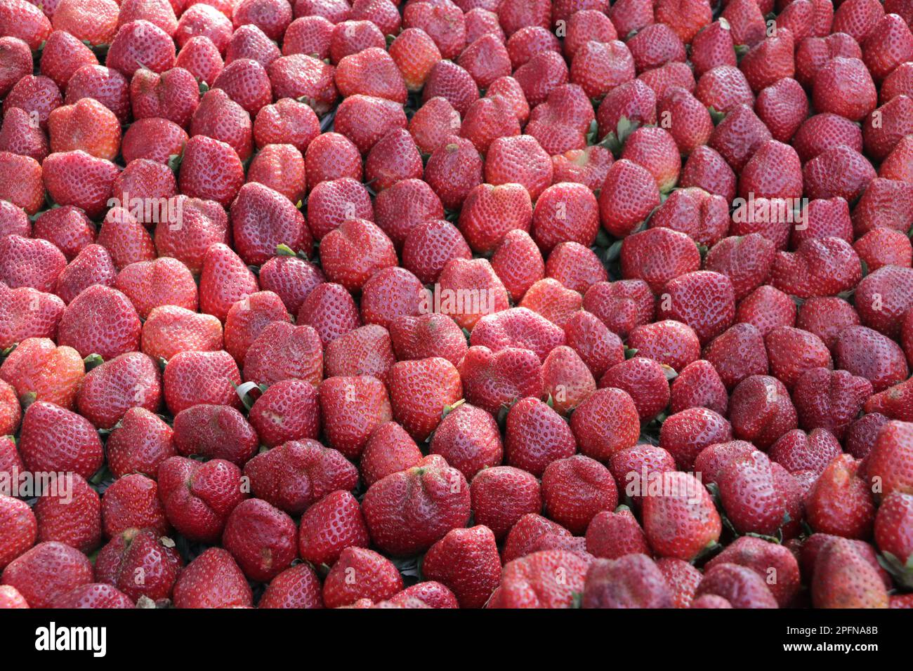 Strawberry...The fruit is , bright red color, juicy texture, and ...