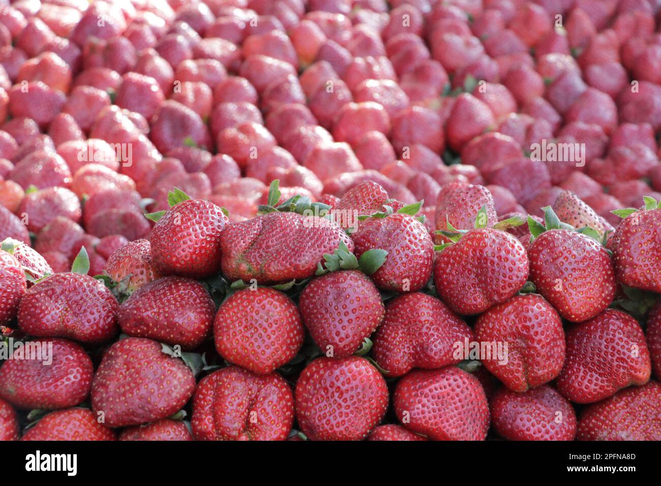 Strawberry...The fruit is , bright red color, juicy texture, and ...