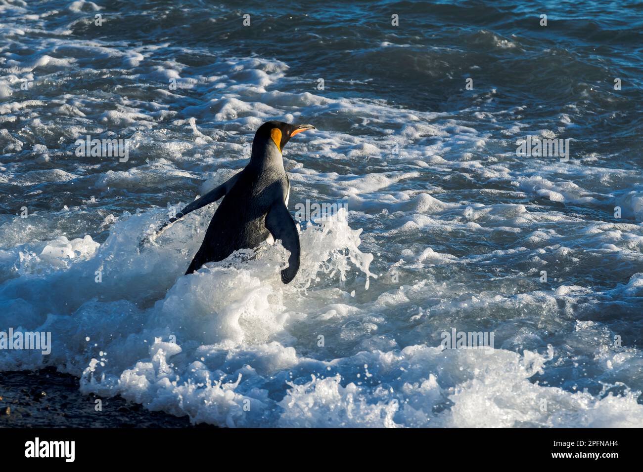 King penguin in the water hi-res stock photography and images - Alamy