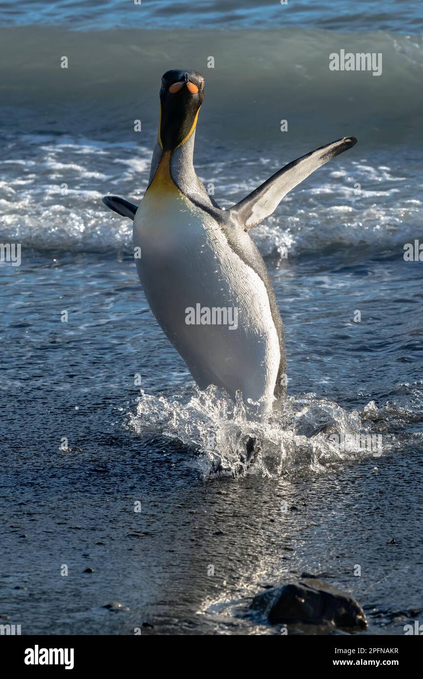 King penguin taking a bath hi-res stock photography and images - Alamy