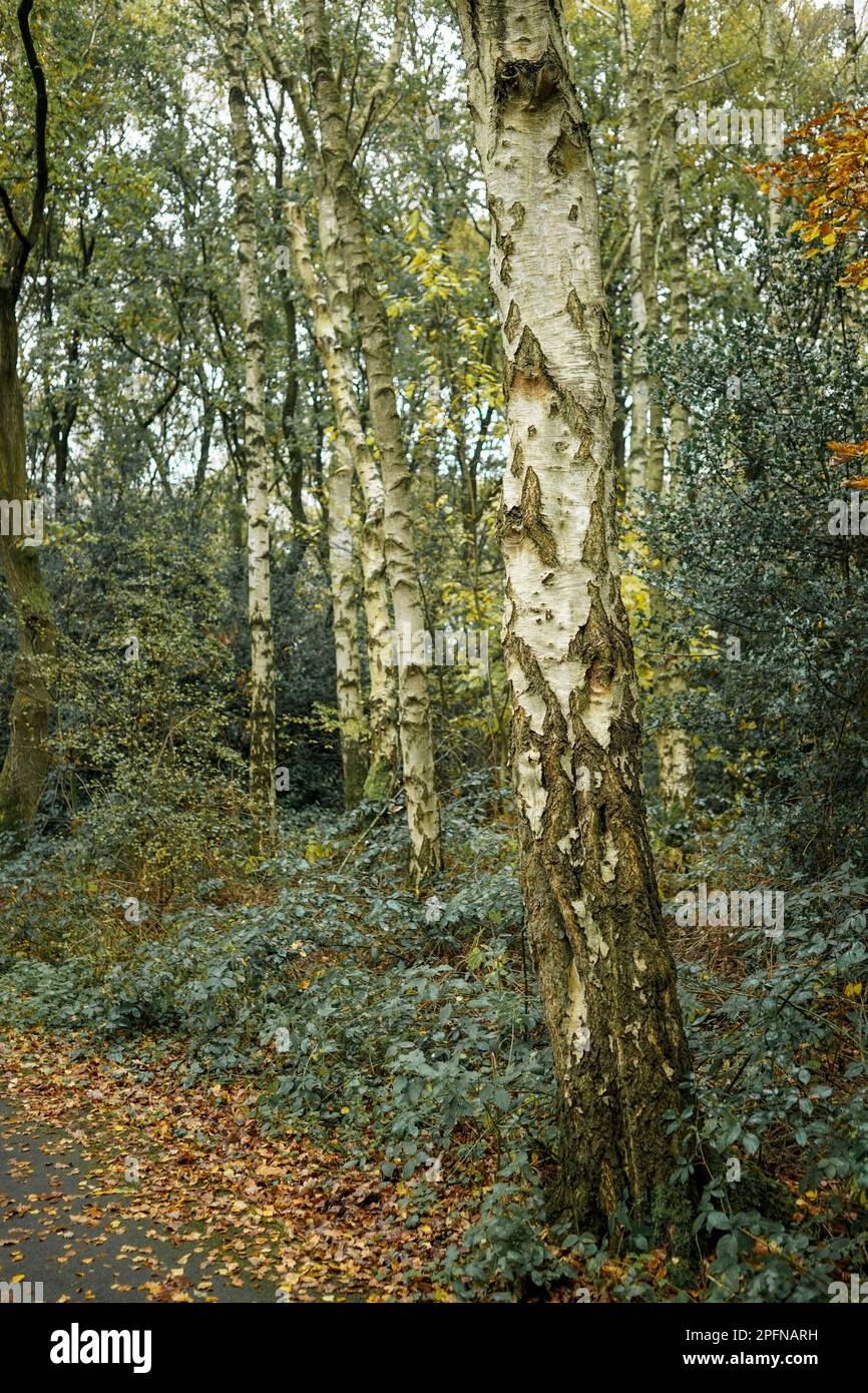 Halewood Park Triangle.Halewood.Knowsley Stock Photo - Alamy