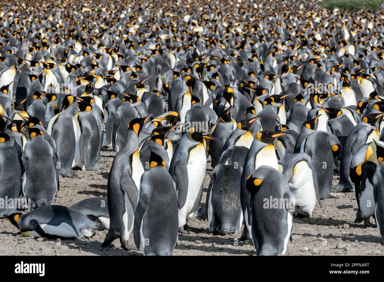 Millions of king penguins hi-res stock photography and images - Alamy