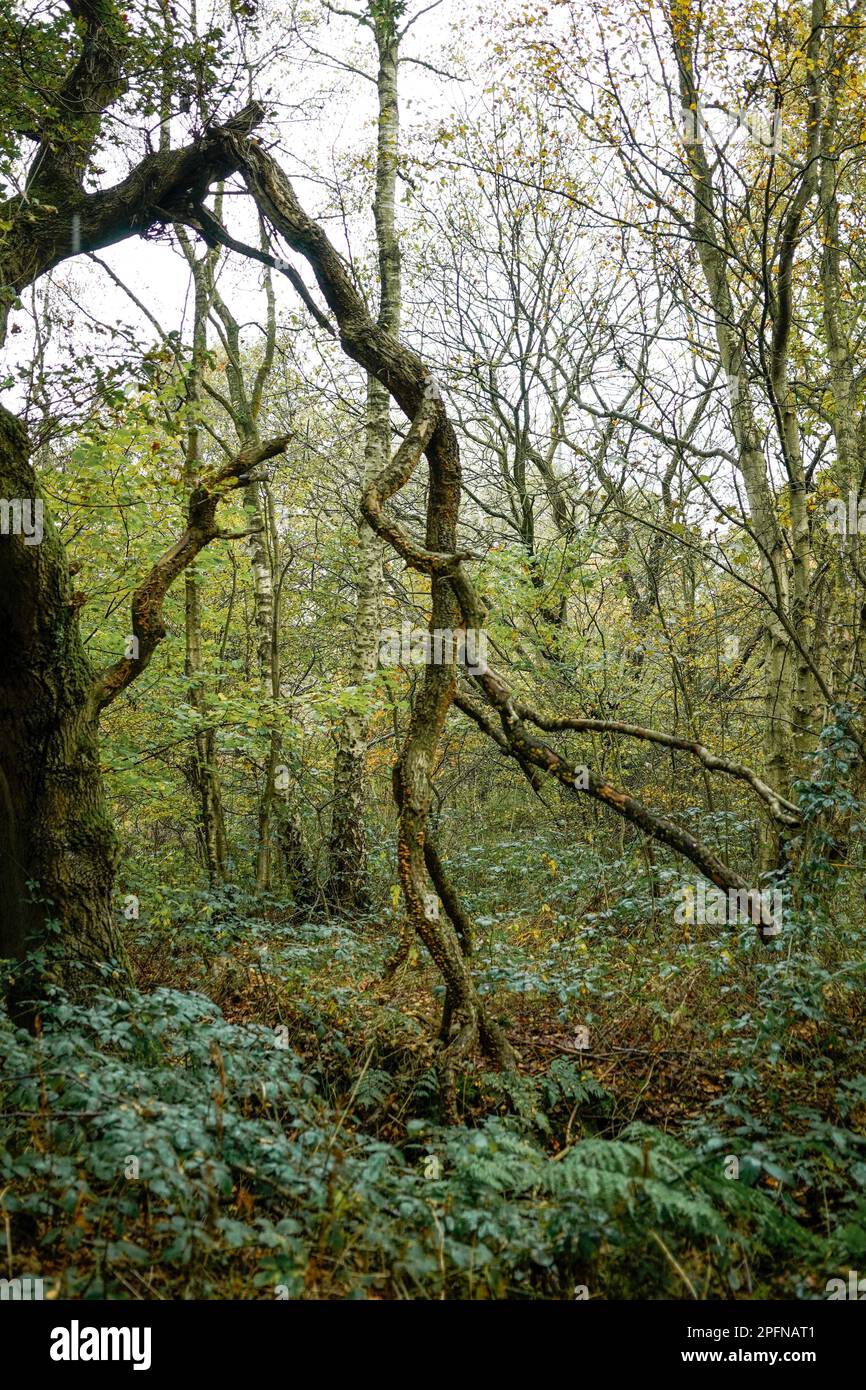 Halewood Park Triangle.Halewood.Knowsley Stock Photo - Alamy