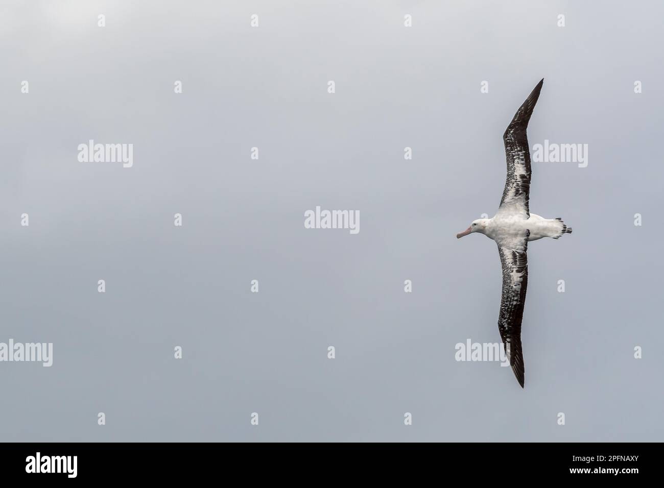 South Georgia. Southern Royal Albatross (Diomedea epomophora Stock ...