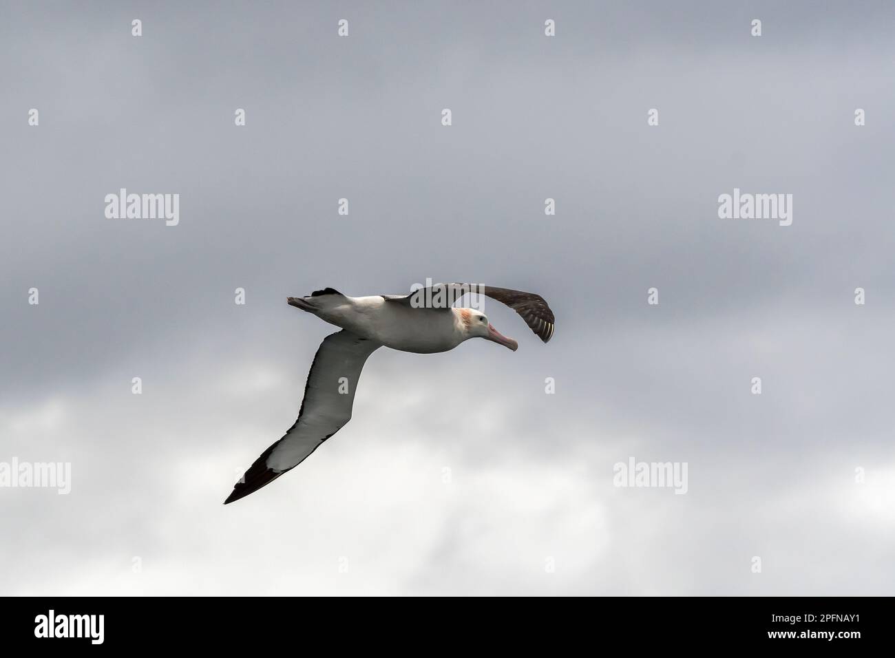 South Georgia. Southern Royal Albatross (Diomedea epomophora Stock ...