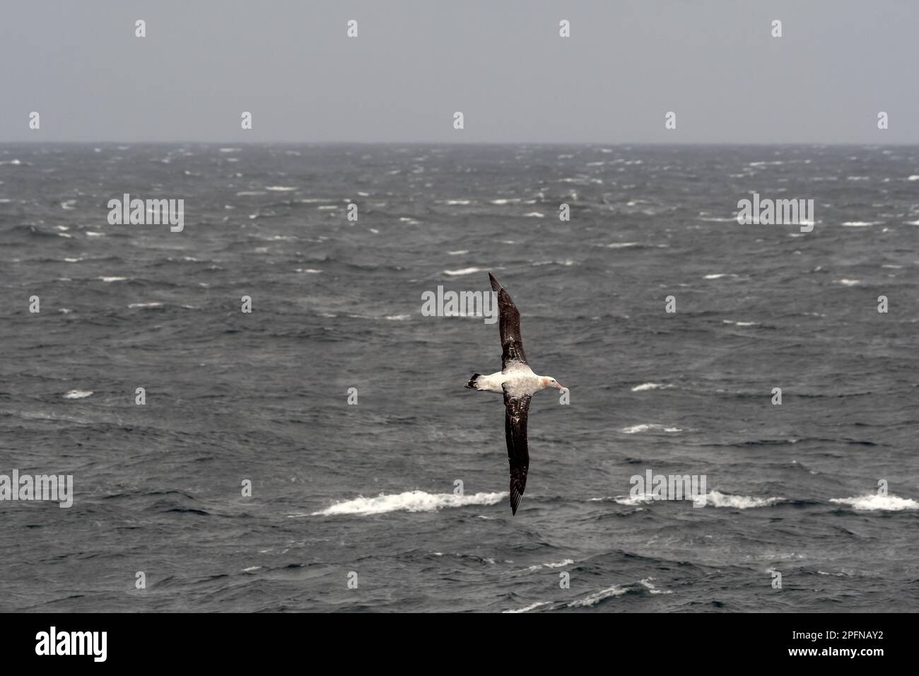 South Georgia. Southern Royal Albatross (Diomedea epomophora Stock ...