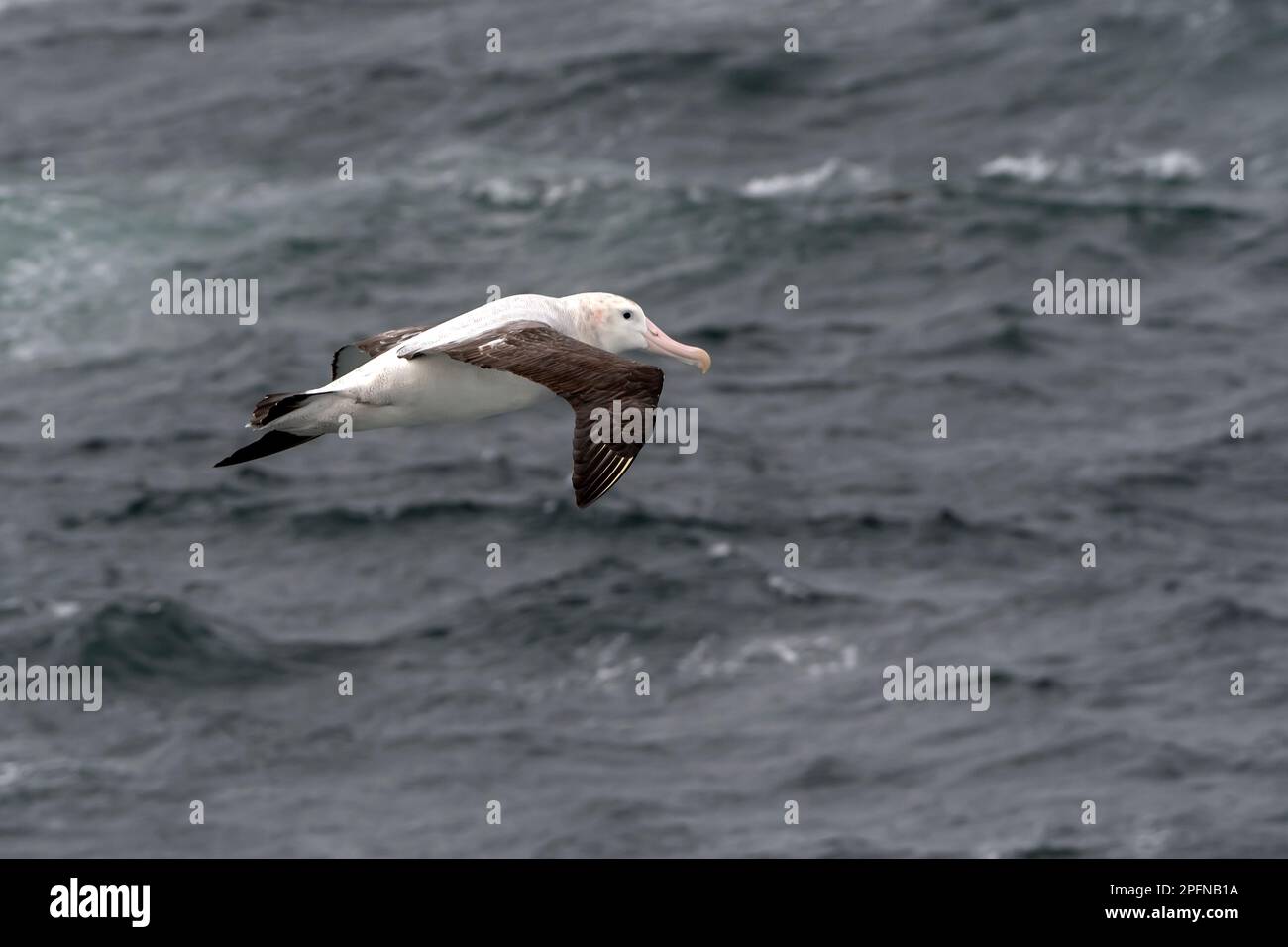 South Georgia. Wandering Albatross (Diomedea exulans Stock Photo - Alamy