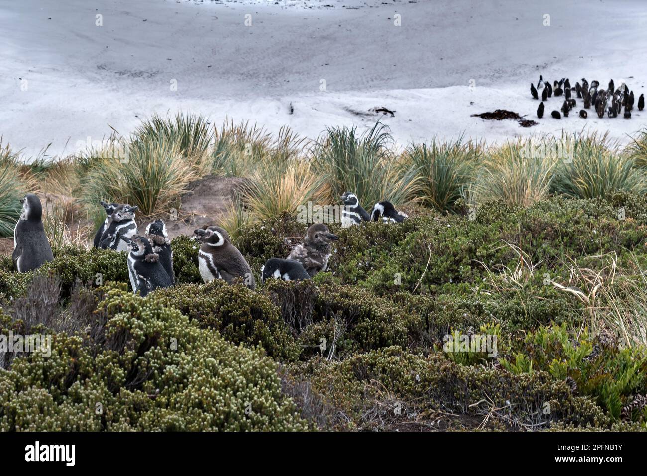 Falkland islands,Carcass island. Magellanic penguins (Spheniscus ...