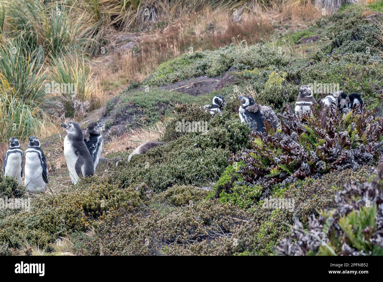Falkland islands,Carcass island. Magellanic penguins (Spheniscus ...