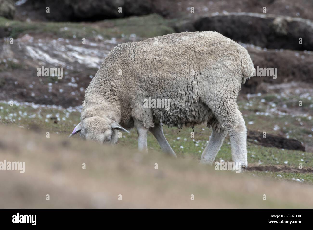 Sheep farming islands hi-res stock photography and images - Alamy