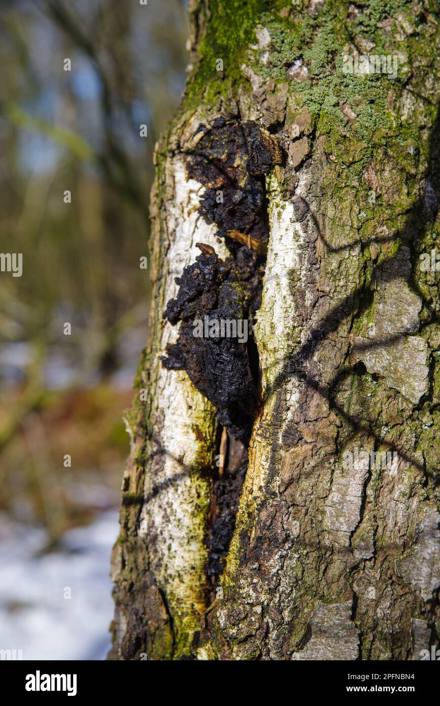 medicinal chaga mushroom or inonotus obliquus on a birch tree Stock ...