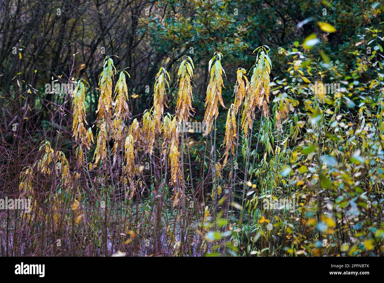Halewood hi-res stock photography and images - Alamy