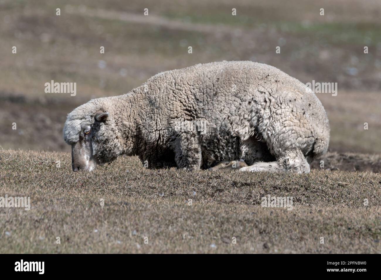 Falkland Islands, Saunders island. Sheep Stock Photo - Alamy