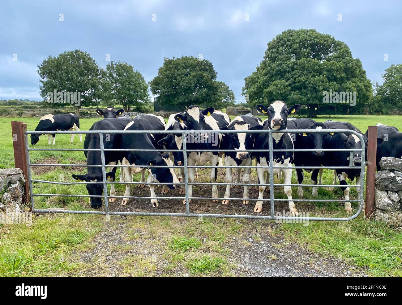 Inquisitive Irish cows at a meadow gate near Headford in County Galway ...