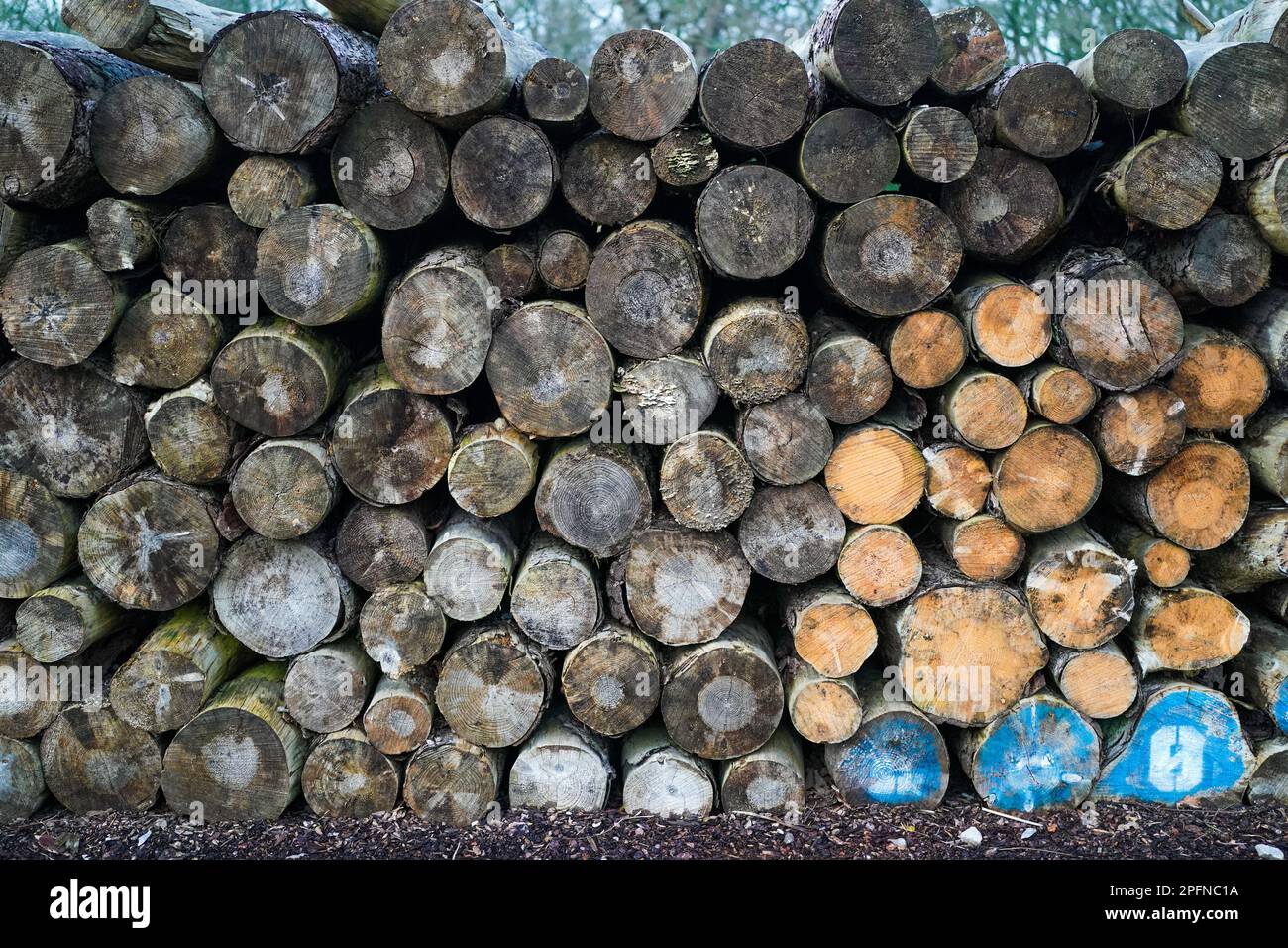 Log piles for wildlife hi-res stock photography and images - Alamy