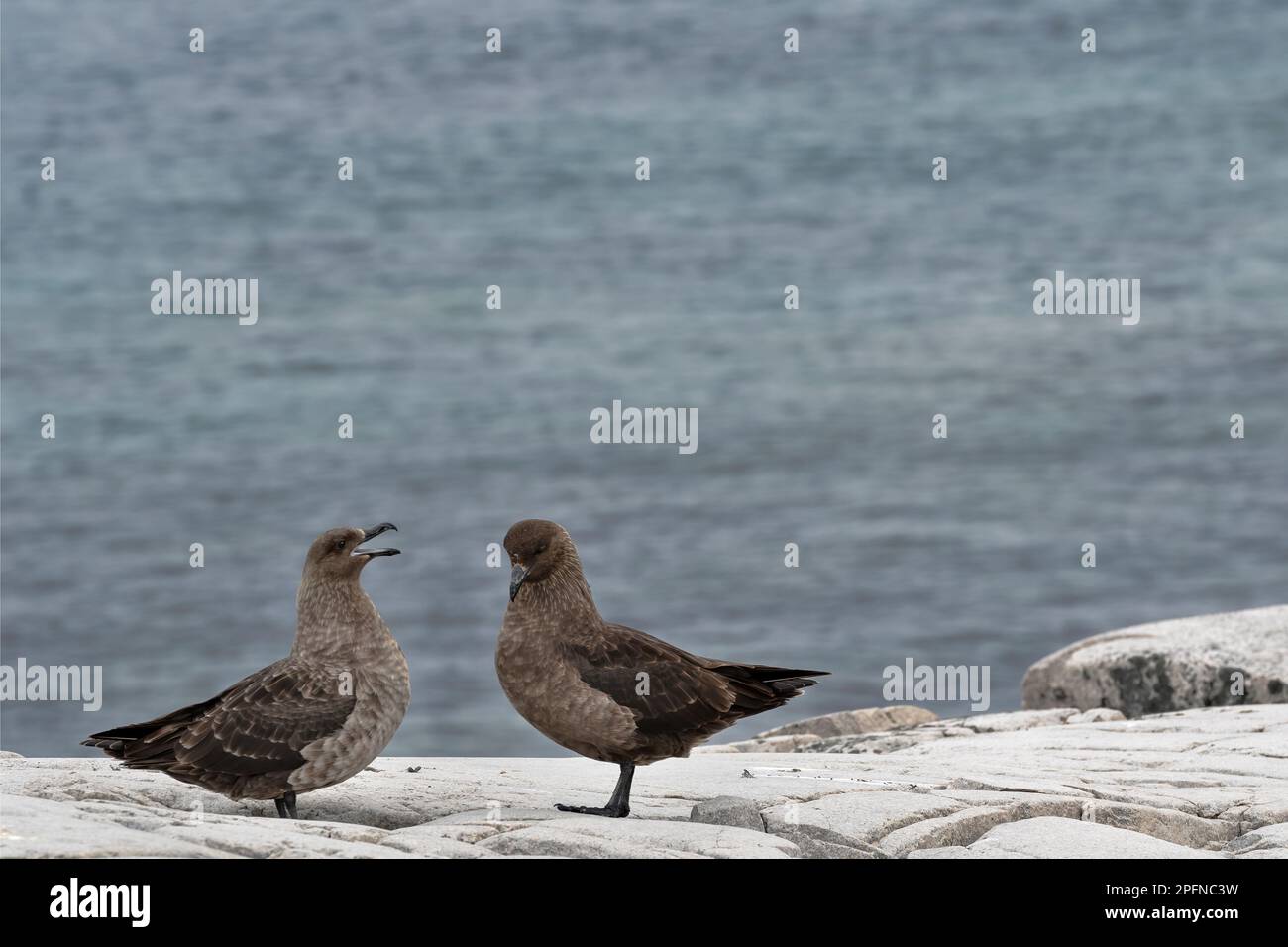 Antarctic Peninsula, Portal point. Brown Skuas (Catharacta antarctica Stock Photo - Alamy