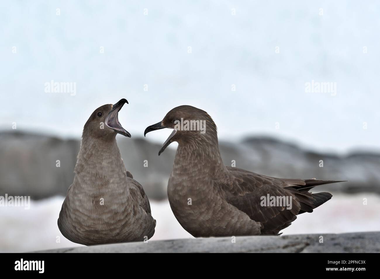 Antarctic Peninsula, Portal point. Brown Skuas (Catharacta antarctica Stock Photo - Alamy