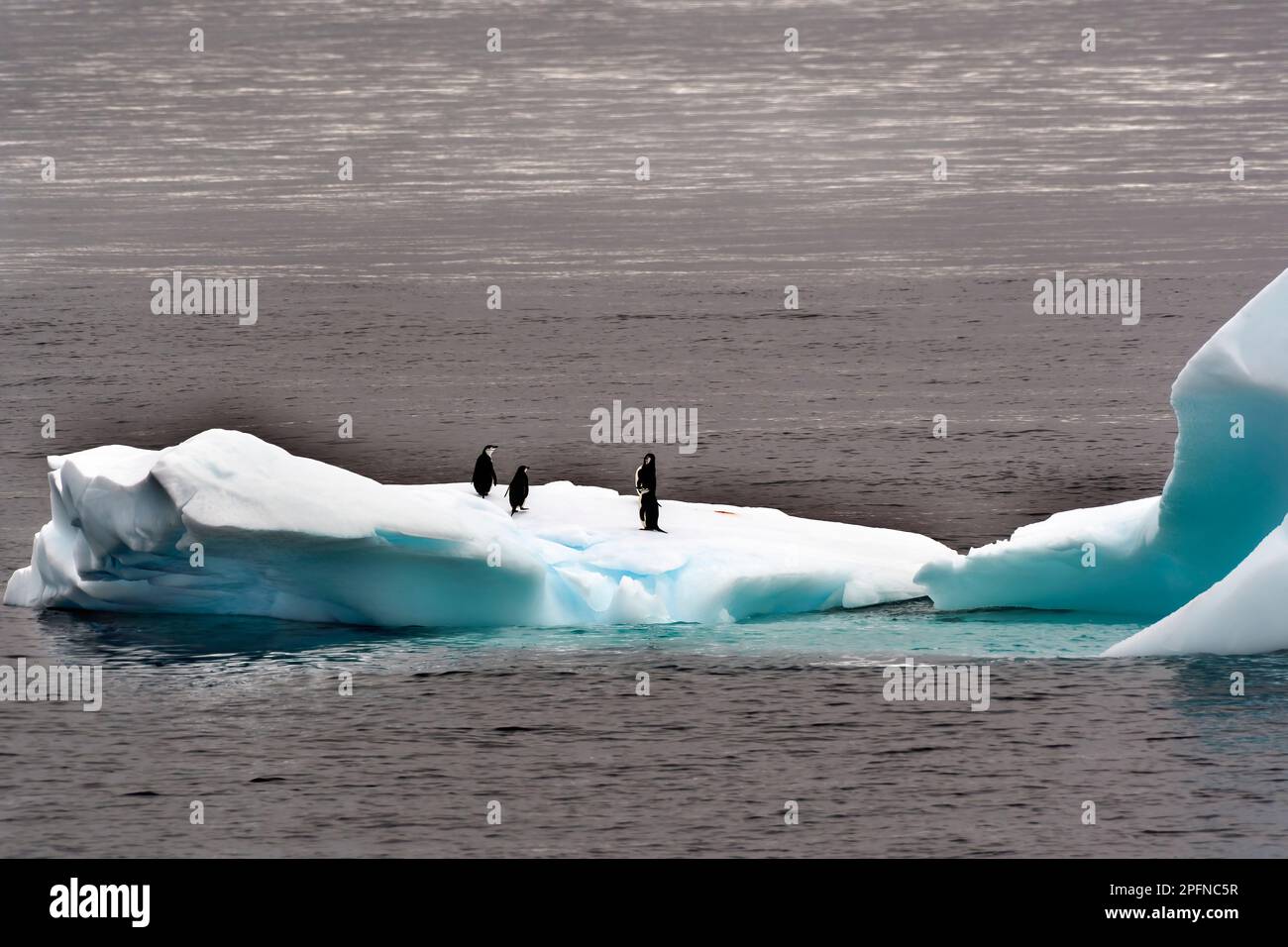 Antarctic Peninsula,, Palaver point. Chinstrap Penguins (Pygoscelis ...