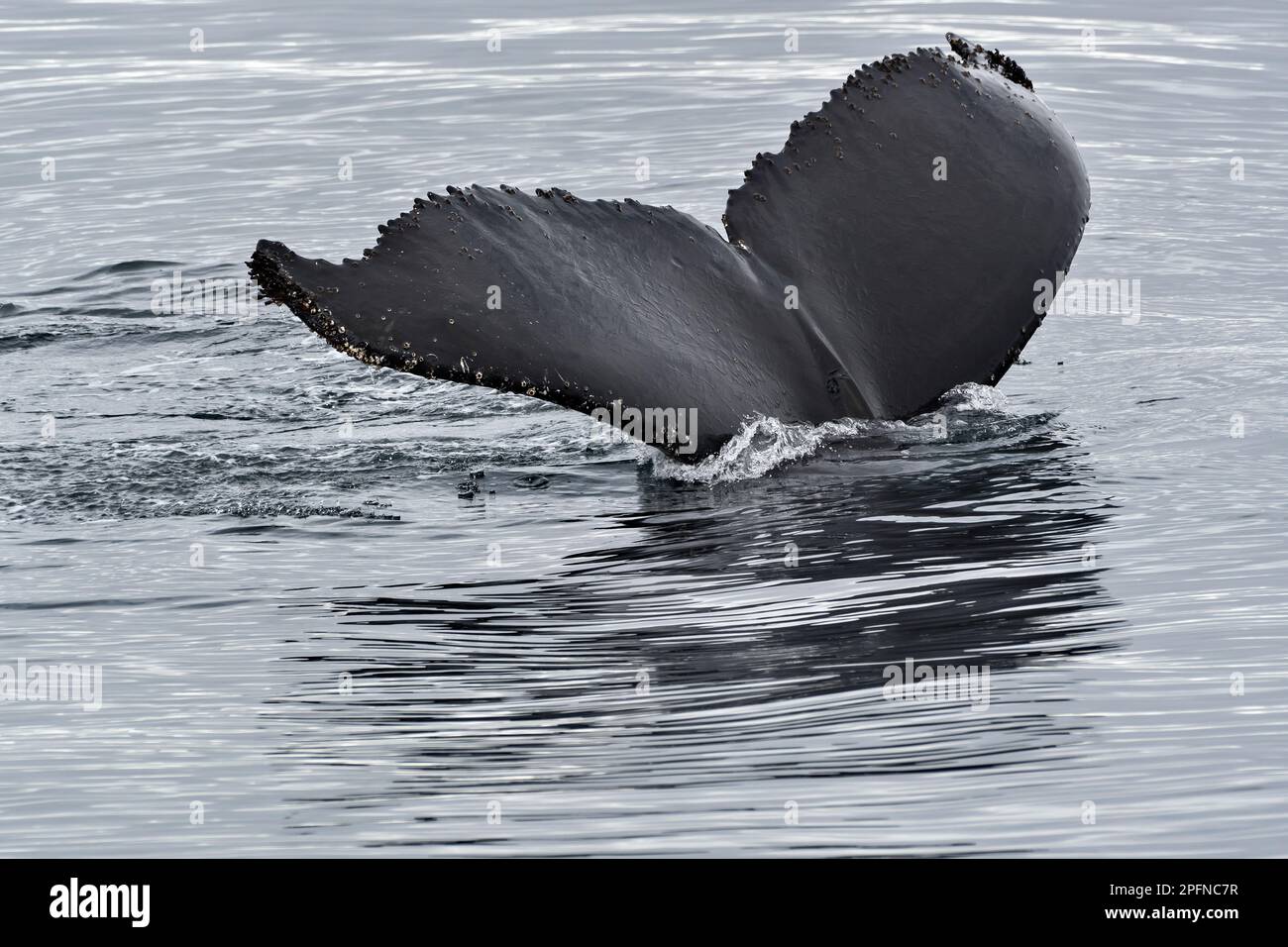 Antarctic Peninsula, Palaver point. Whale Stock Photo - Alamy