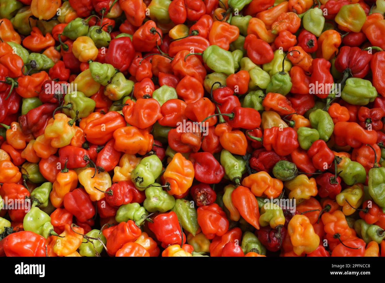 colorful chilis on display at the outdoor market on the tropical island ...