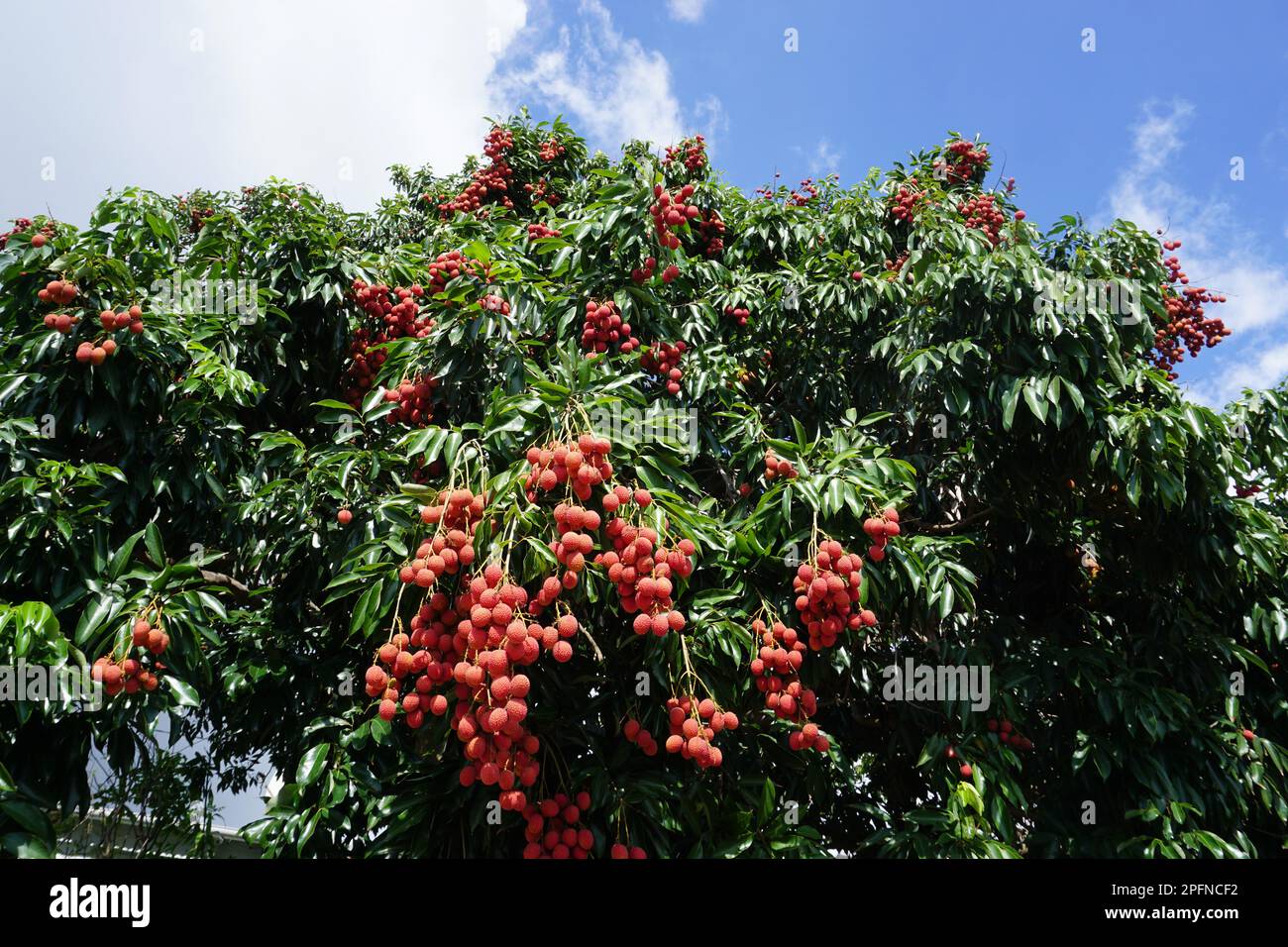 colorful lychees fruits hanging on tree on the tropical island of La ...