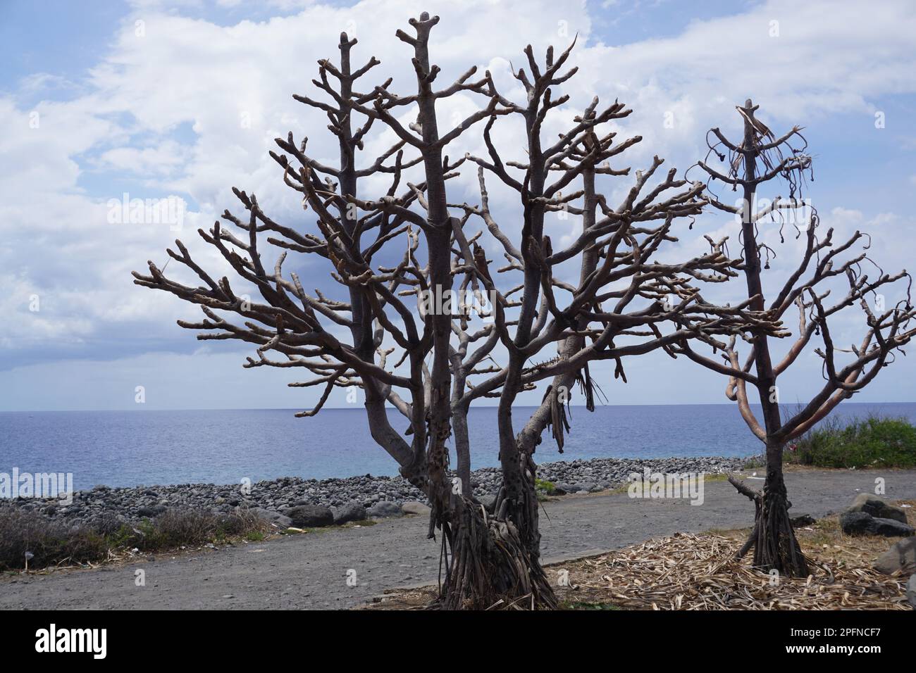 landscape scene of the ocean on the tropical island of La Réunion ...