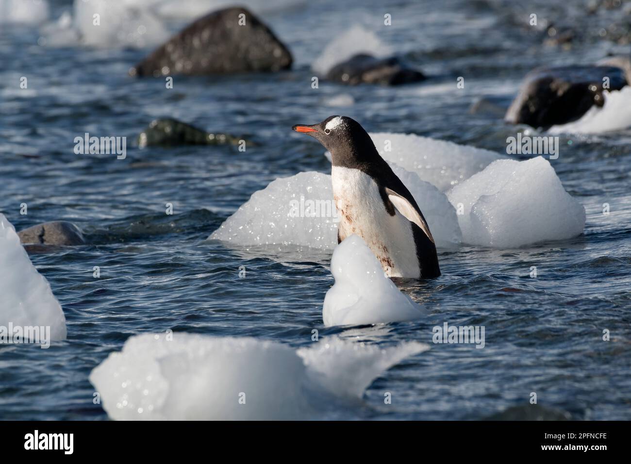 Penguin among floating ice hi-res stock photography and images - Alamy
